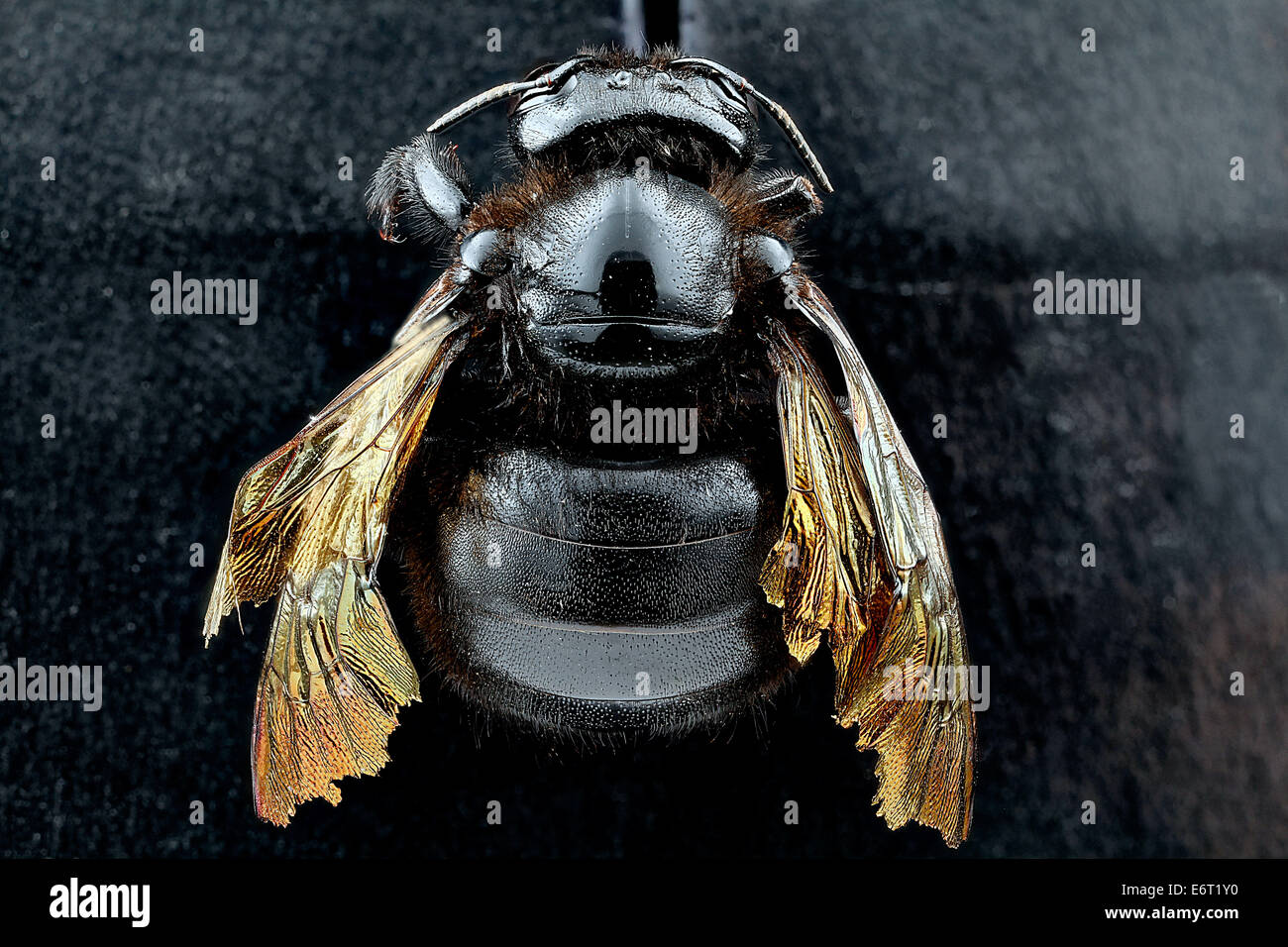 The Xylocopa sonorina, a species of carpenter bee, is photographed from ...