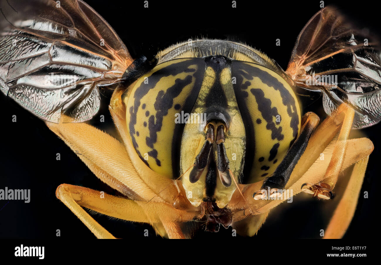 Yellow jacket mimic hi-res stock photography and images - Alamy
