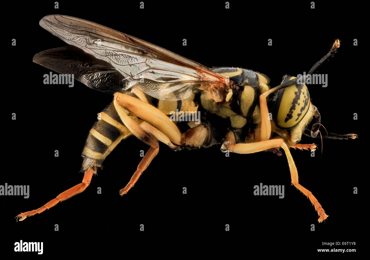 A close-up photograph captures a Yellow Jacket Mimic Fly, identified as ...