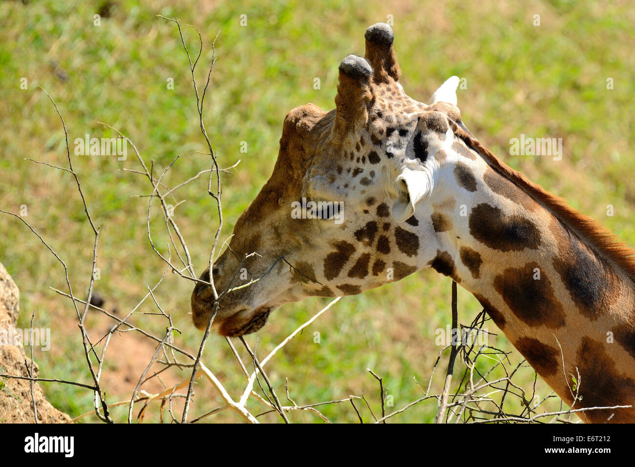 Cabarceno giraffe hi-res stock photography and images - Alamy