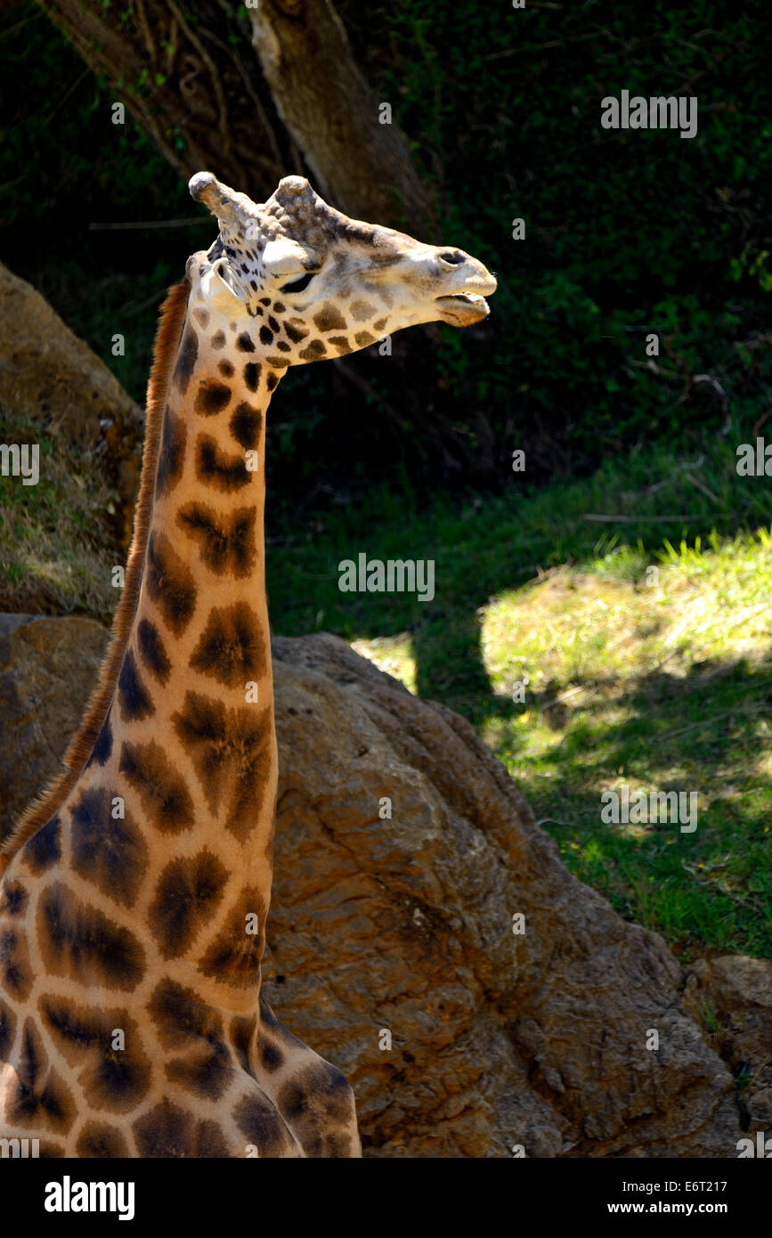 Cabarceno giraffe hi-res stock photography and images - Alamy
