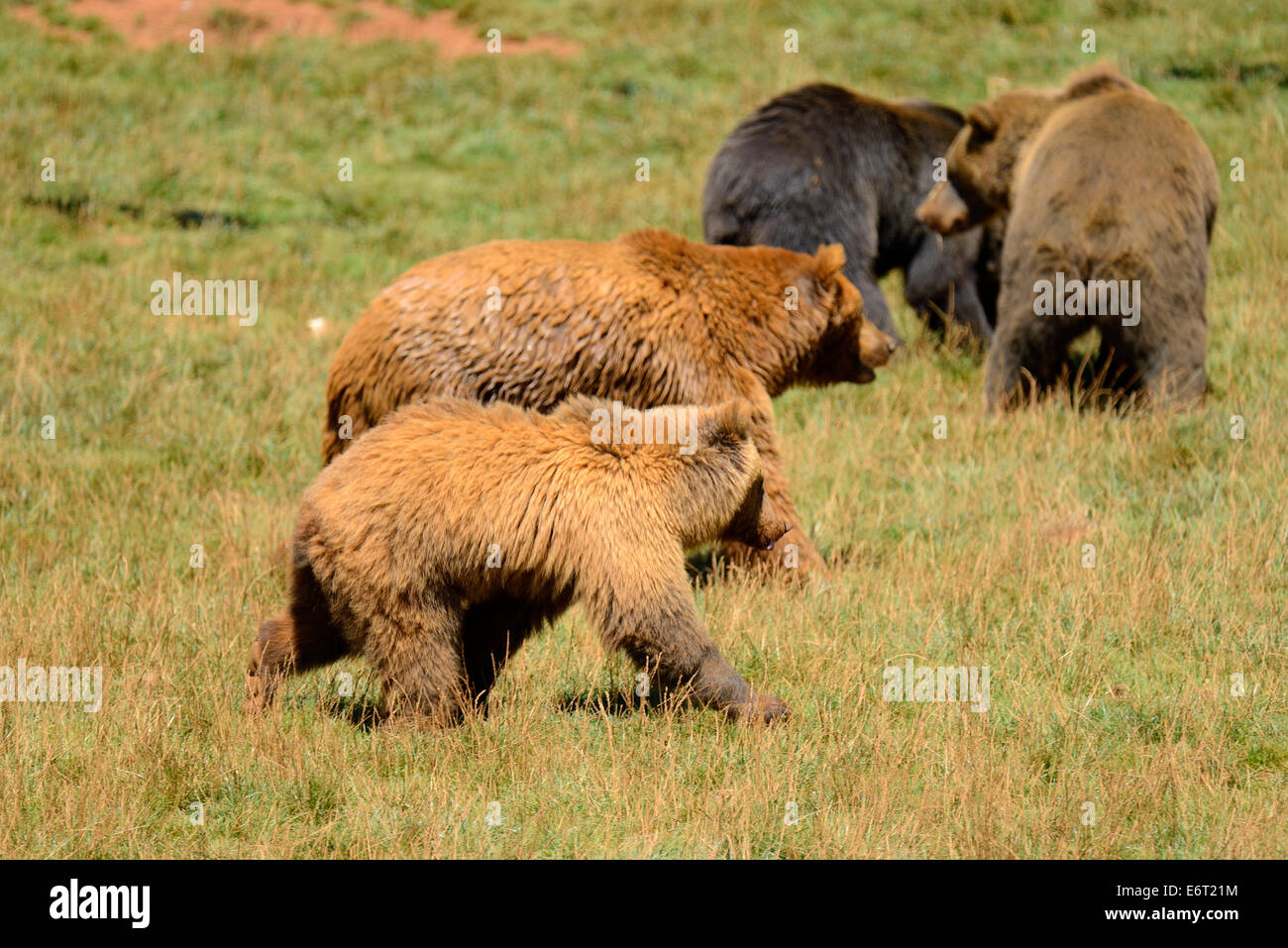 Brown Bear (Ursus arctos) in the Natural Park of Cabarceno, Cantabria ...