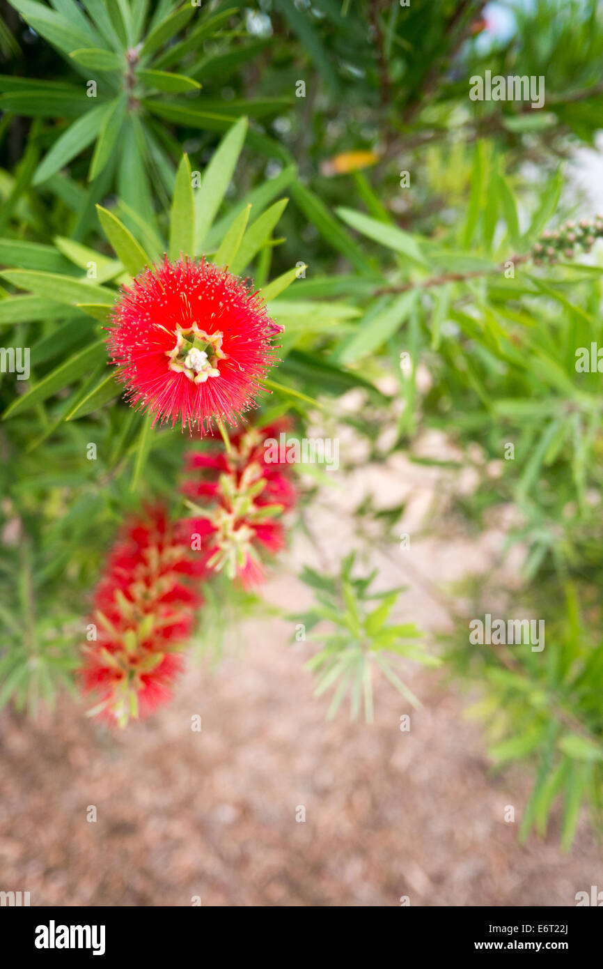 Red spikey flowers hi-res stock photography and images - Alamy