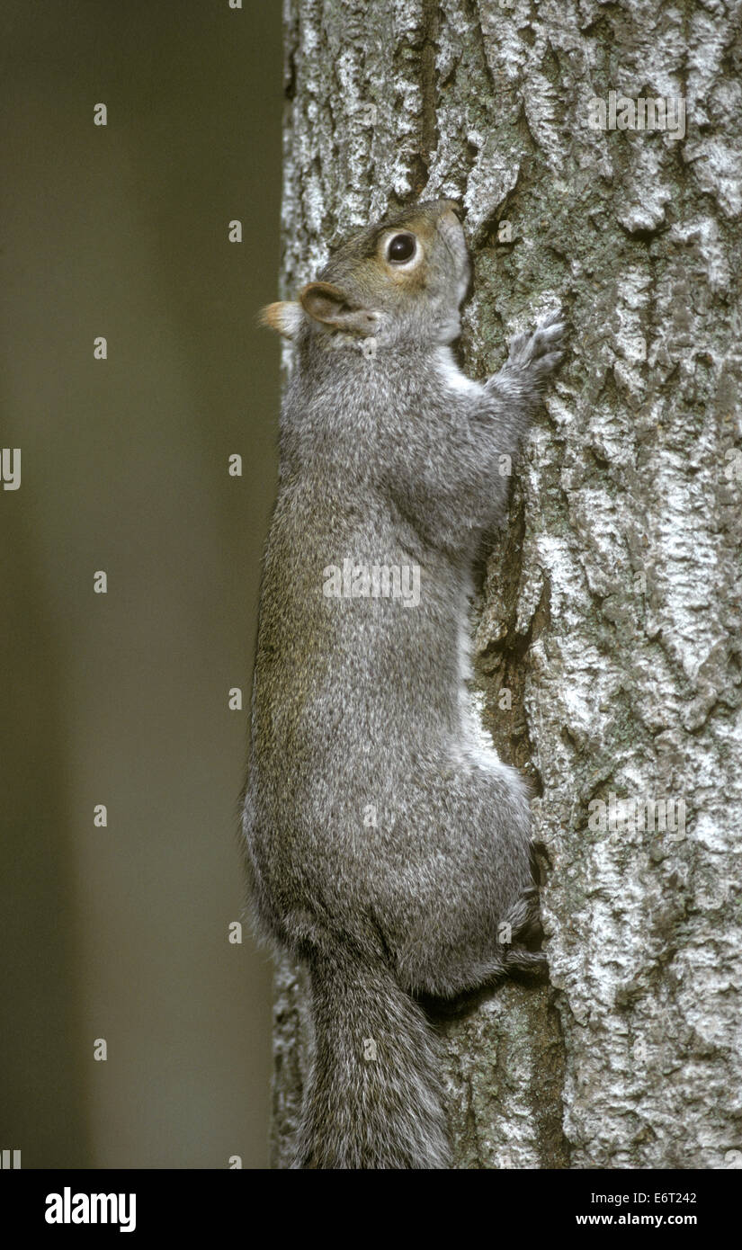 Sciurus hi-res stock photography and images - Alamy