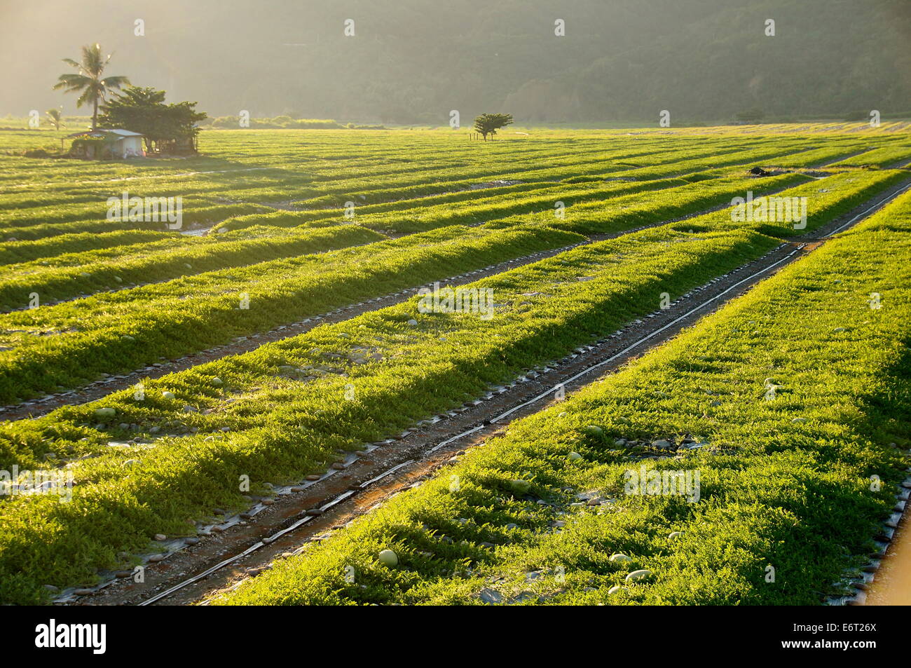 Morning sunrise on a water-melon field in Taiwan Stock Photo - Alamy