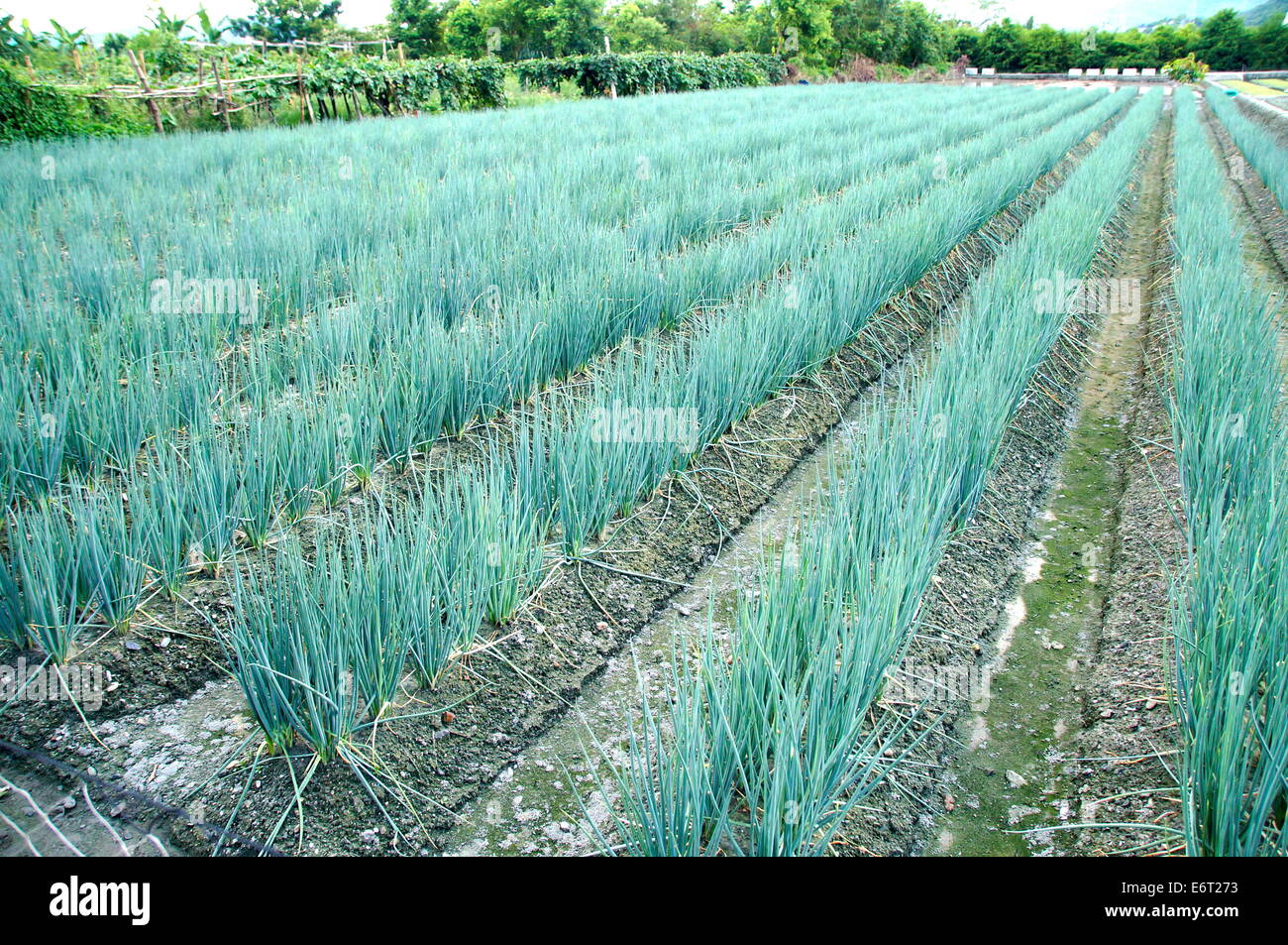 Spring onion closeup in the field Stock Photo - Alamy