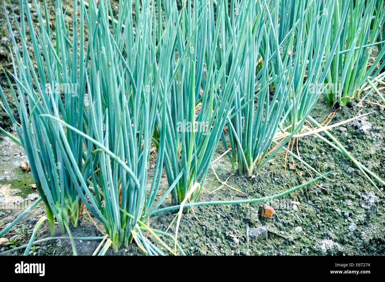 Gem field hi-res stock photography and images - Alamy