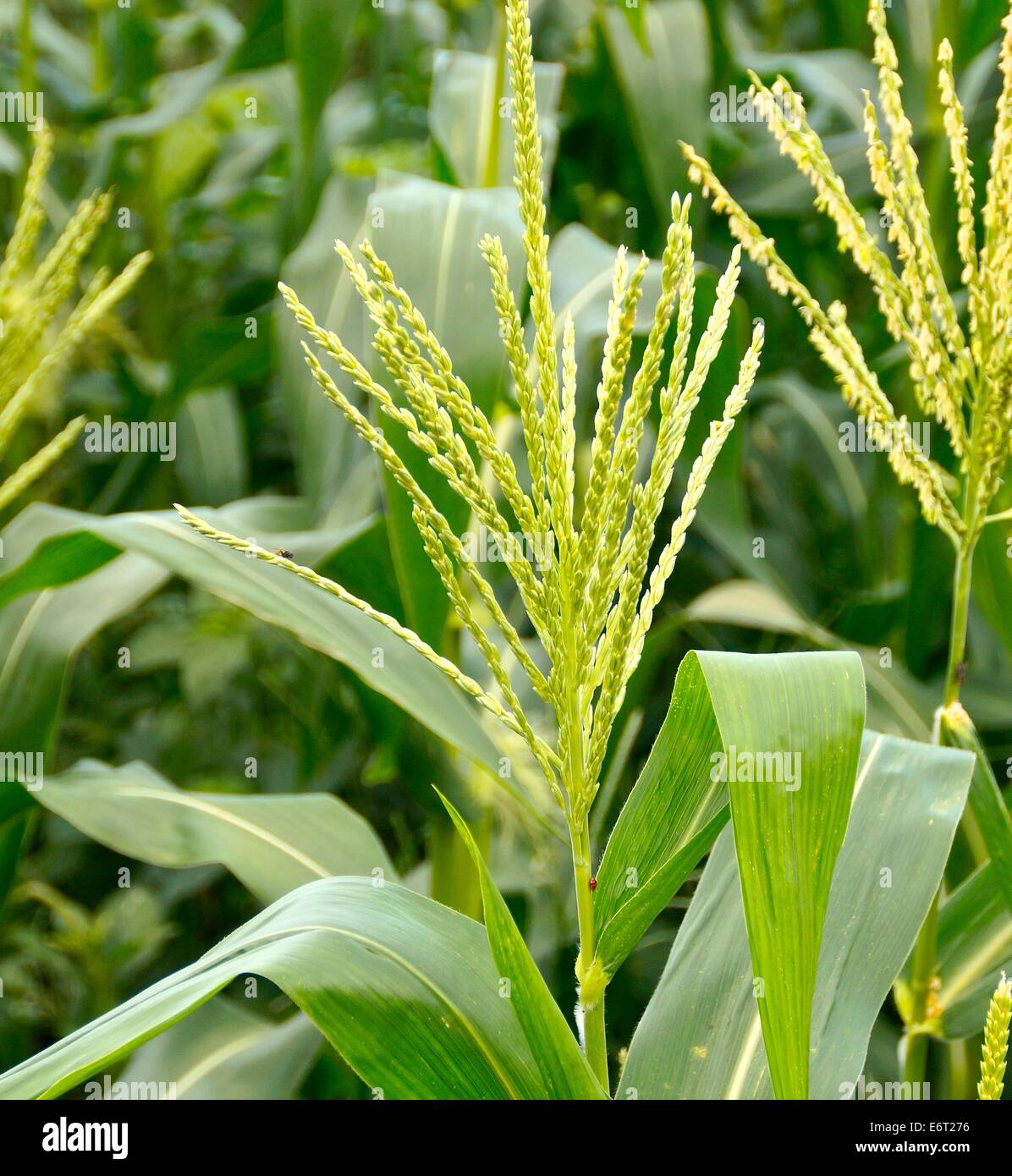 The field of corn stalks on closeup Stock Photo - Alamy