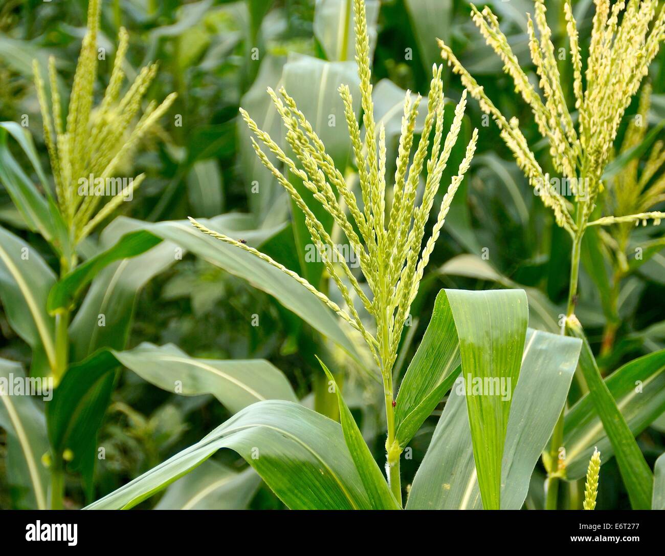 The field of corn stalks on closeup Stock Photo - Alamy