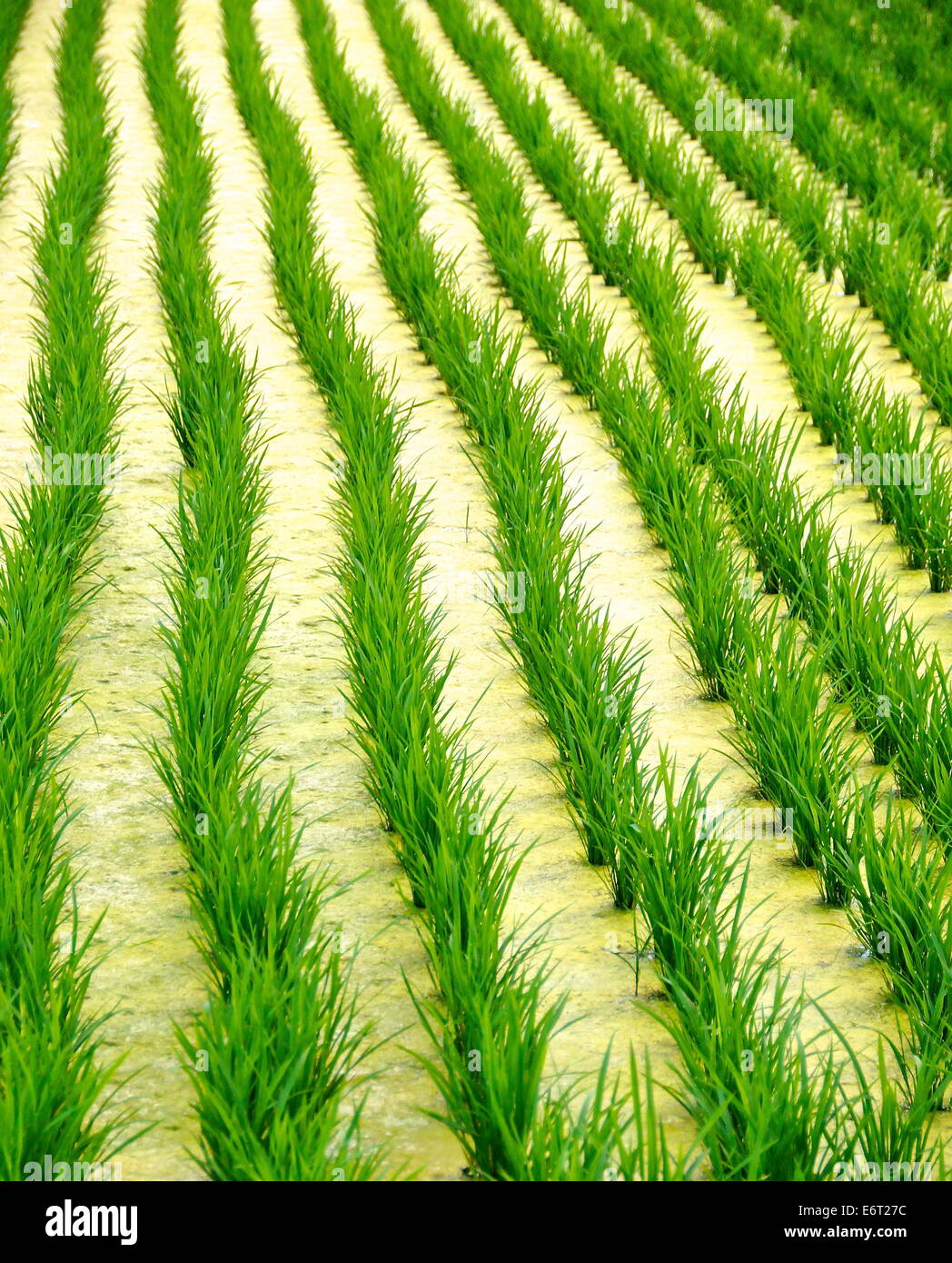 Rice field ready for harvest on summer Stock Photo - Alamy