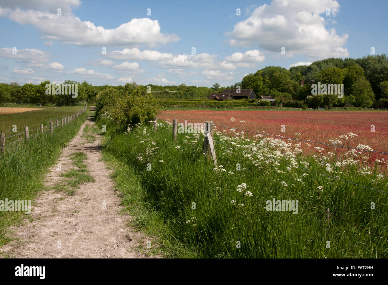 Red grass hi-res stock photography and images - Alamy