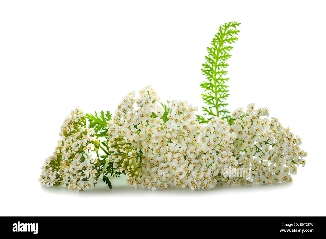 yarrow flowers isolated on white background Stock Photo - Alamy