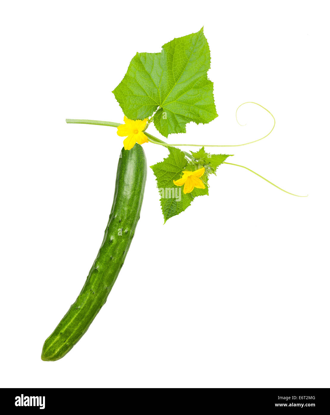 Cucumber blossom hi-res stock photography and images - Alamy