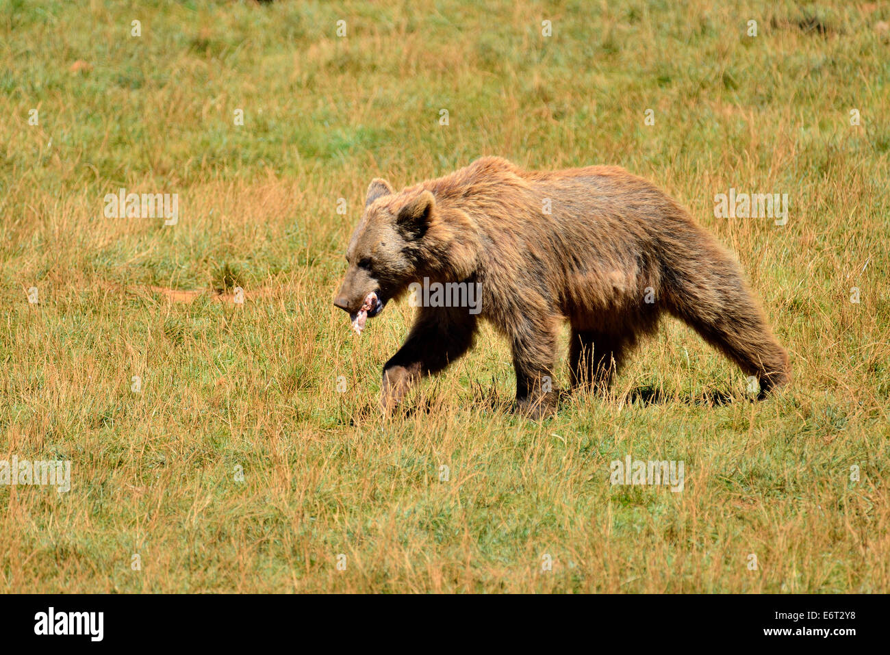 Brown Bear (Ursus arctos) in the Natural Park of Cabarceno, Cantabria ...