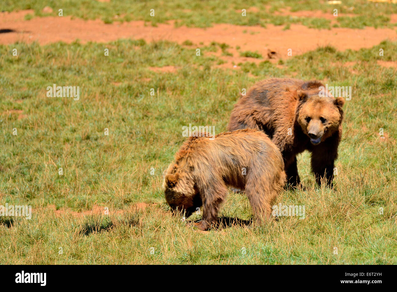 Brown Bear (Ursus arctos) in the Natural Park of Cabarceno, Cantabria ...