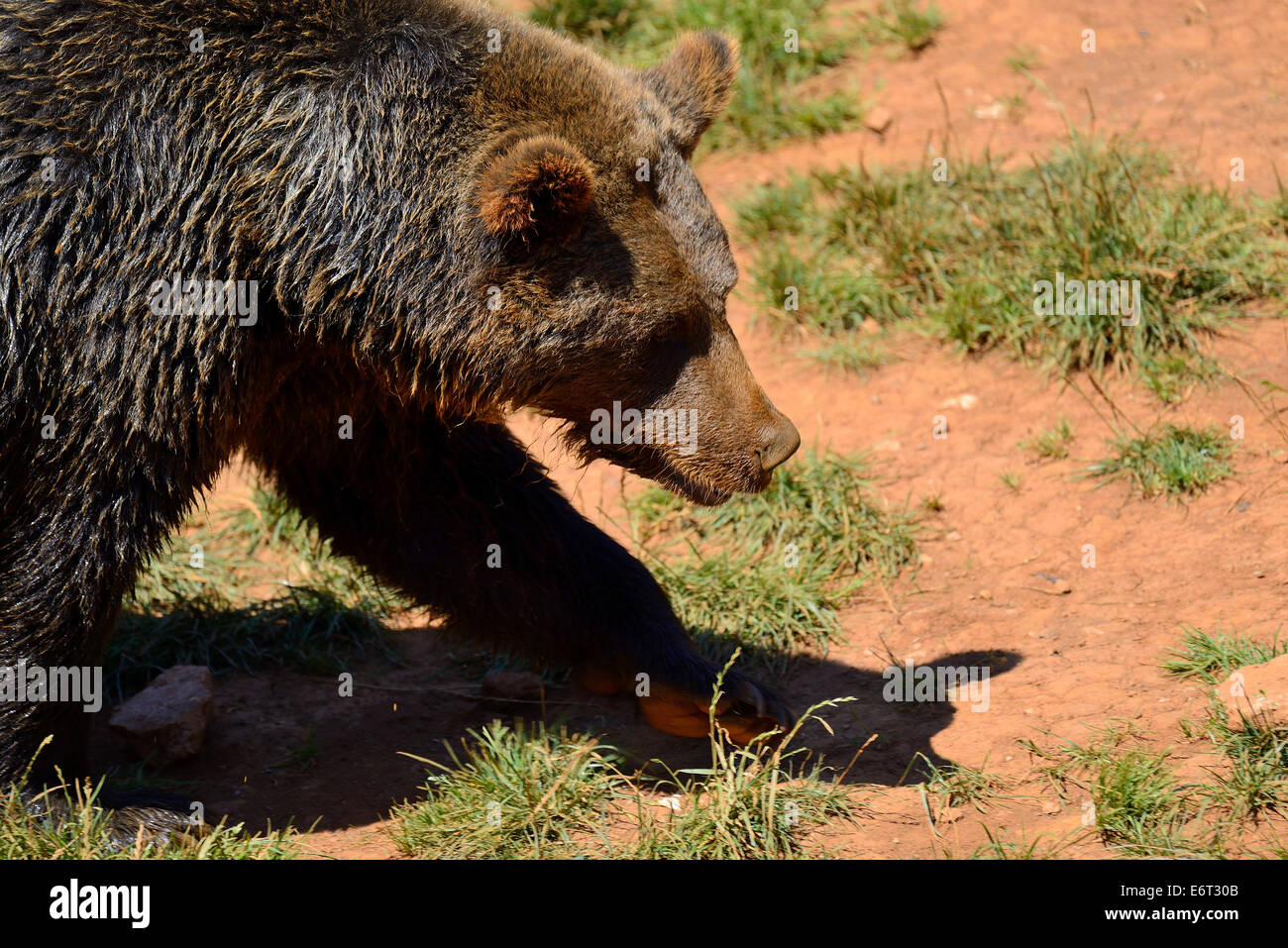 Brown Bear (Ursus arctos) in the Natural Park of Cabarceno, Cantabria ...