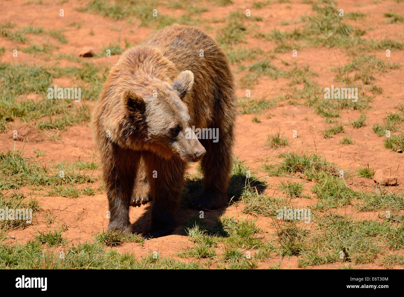 Brown Bear (Ursus arctos) in the Natural Park of Cabarceno, Cantabria ...