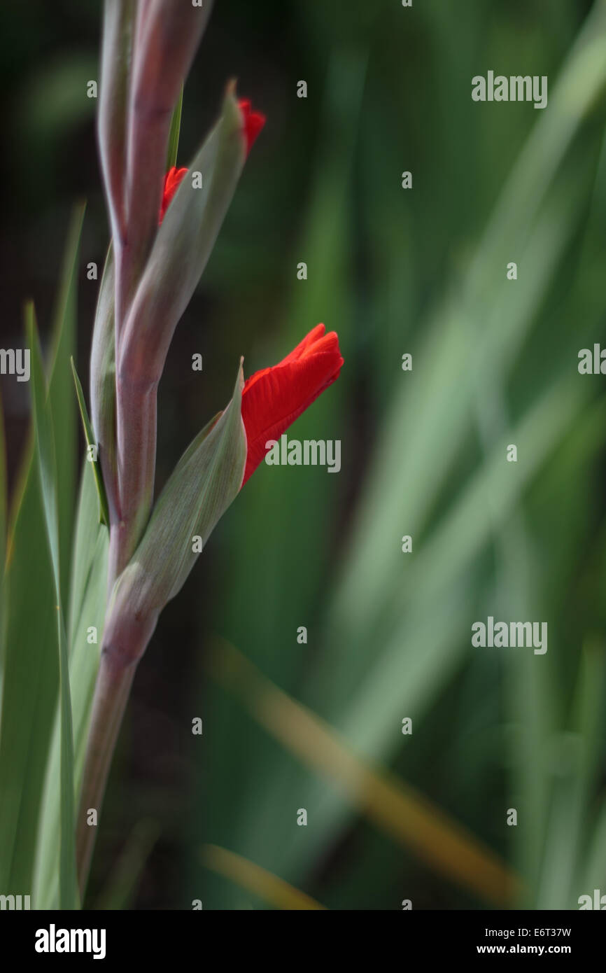 Budding red flower Stock Photo - Alamy