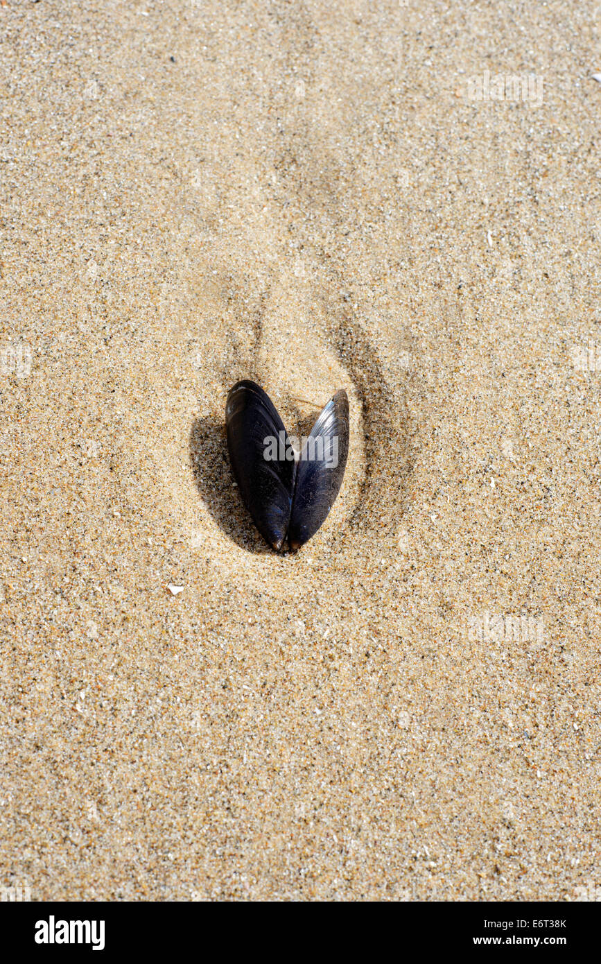 Empty Mussel shell embedded into the sand on the beach in Blackpool ...