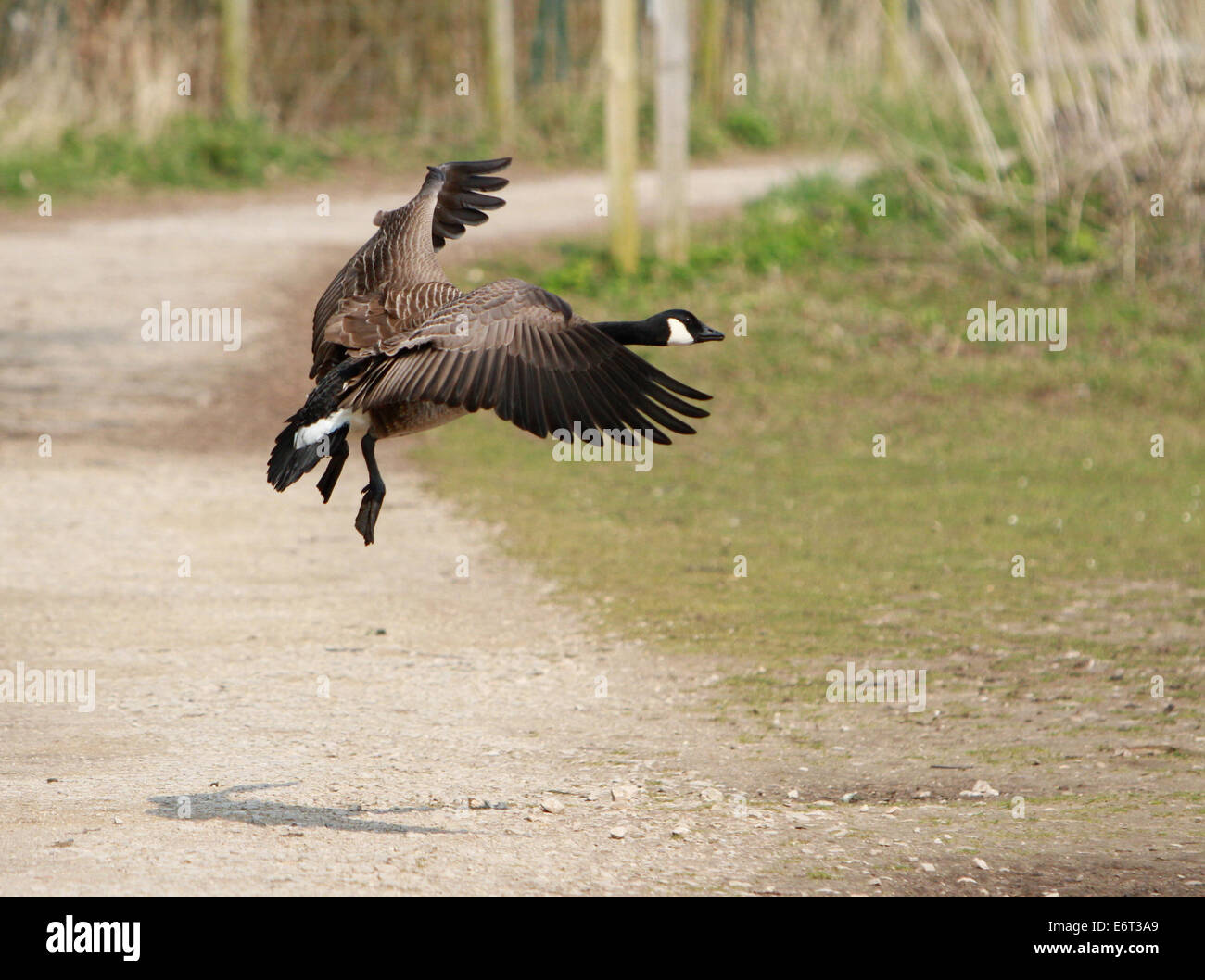 Canadian Goose Landing Stock Photo - Alamy
