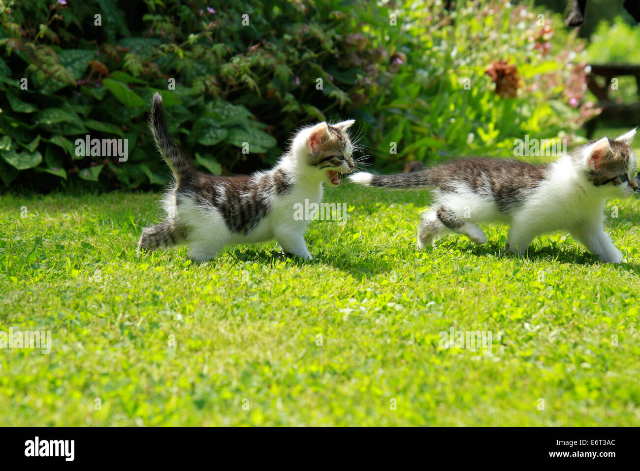 Tabby Kittens running on the Grass Stock Photo - Alamy