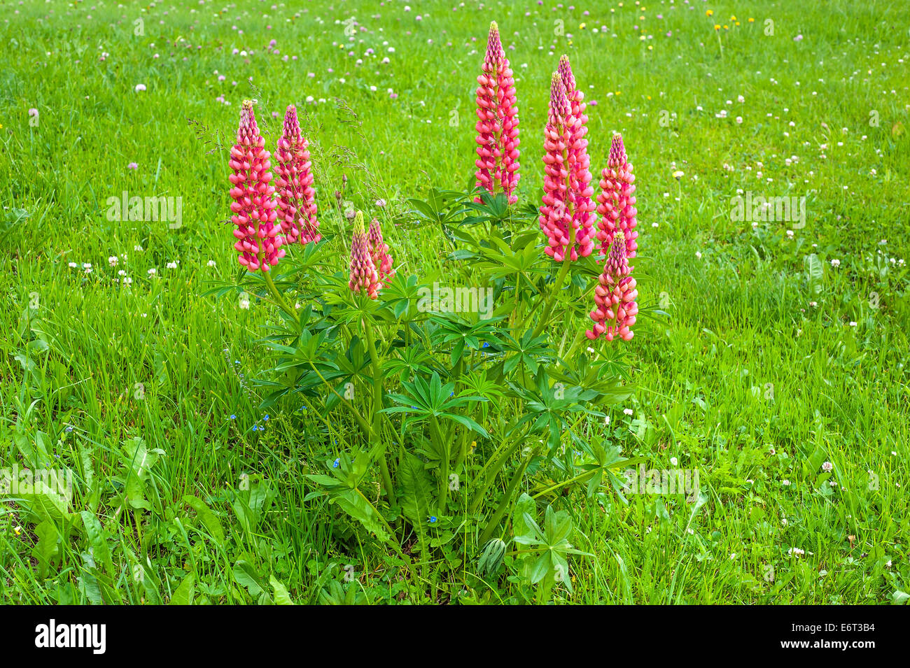 Bluebonnet lupine hi-res stock photography and images - Alamy