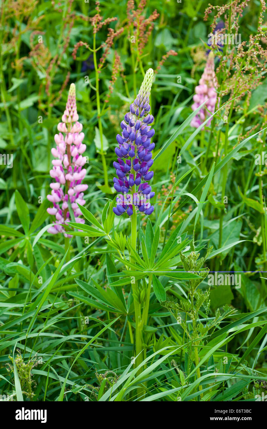 Lupines hi-res stock photography and images - Alamy