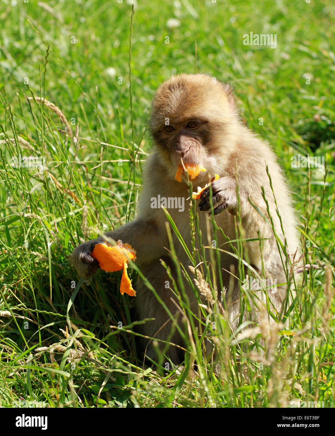 Barbary Macaque eating an Orange Stock Photo - Alamy