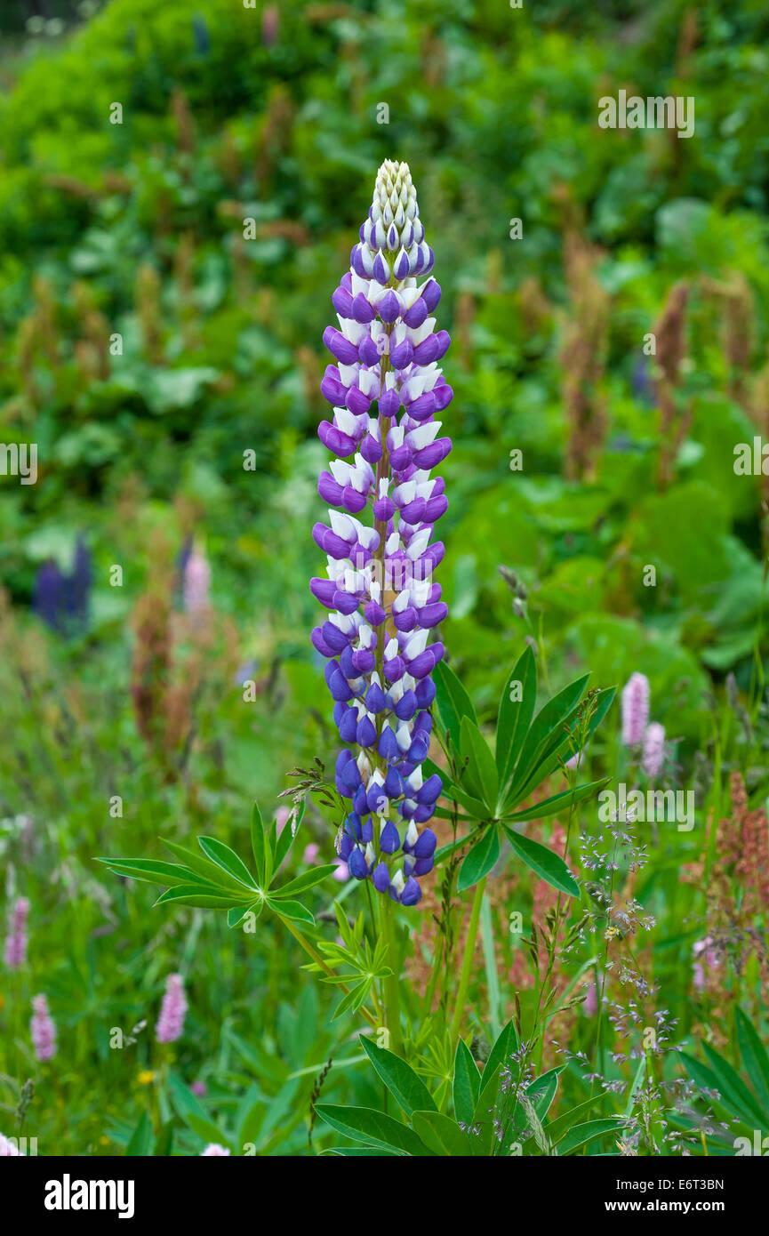 Bluebonnet lupine hi-res stock photography and images - Alamy