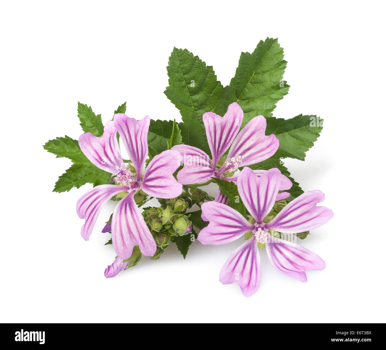 mallow flowers and leaves isolated on white background Stock Photo - Alamy