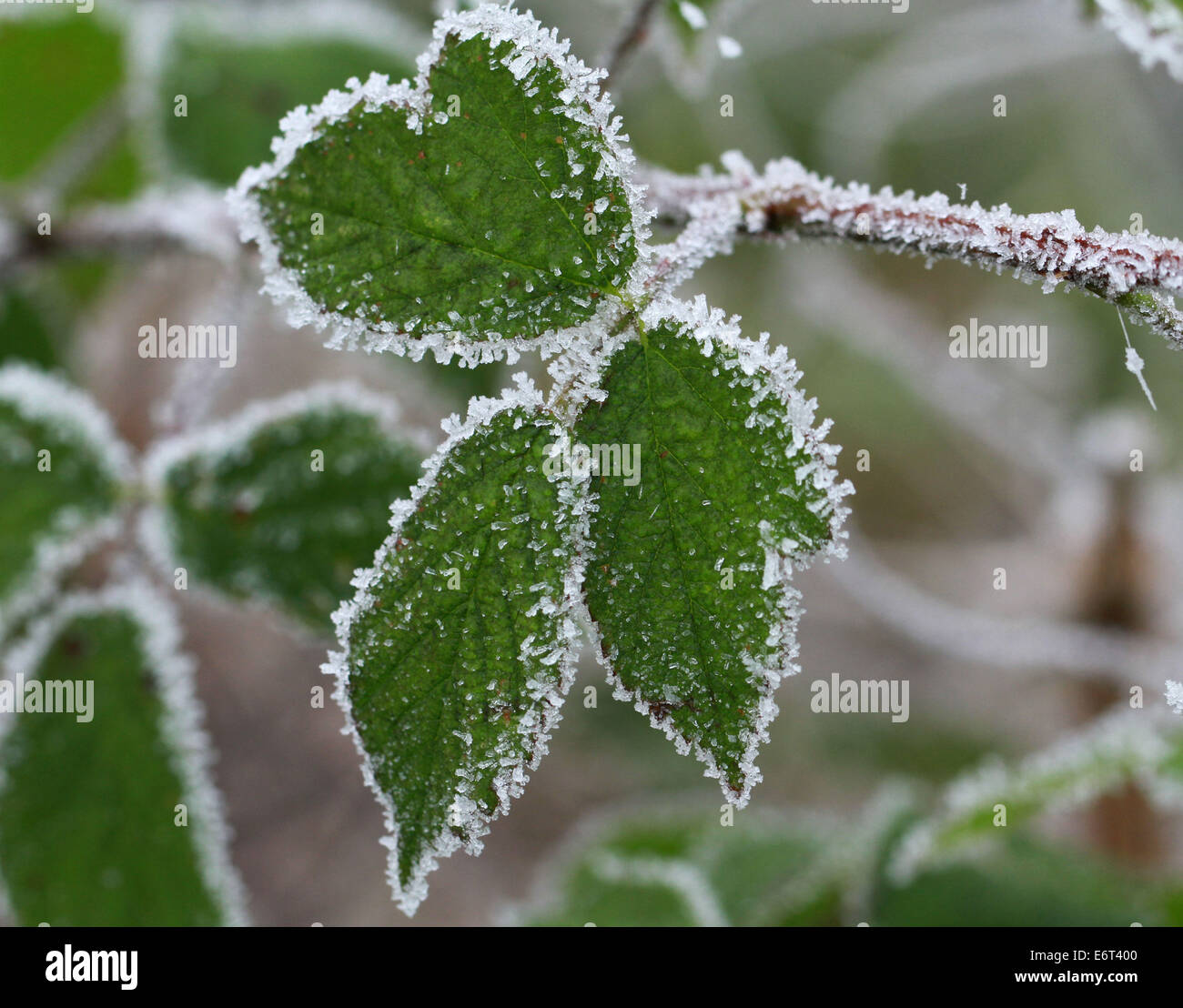 Ice on Leaves Stock Photo - Alamy