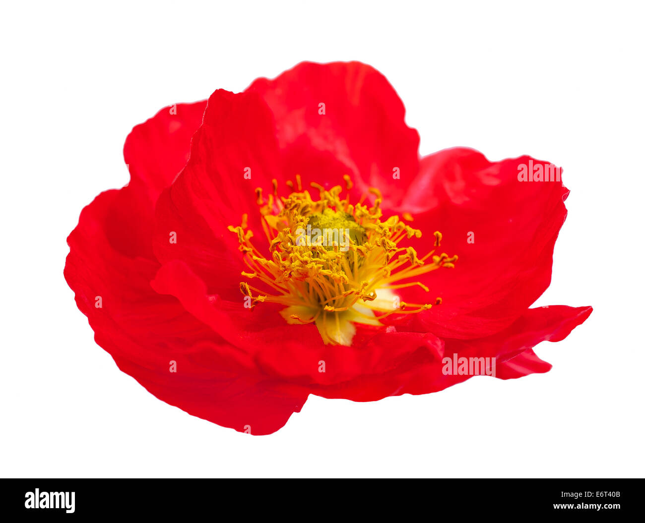 Single red poppy flower isolated on white background Stock Photo - Alamy