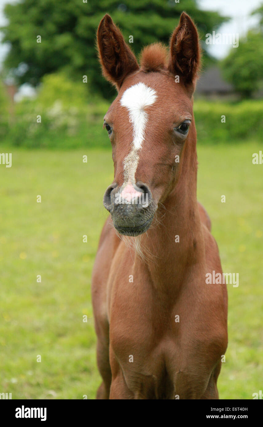 Grumpy horse hi-res stock photography and images - Alamy