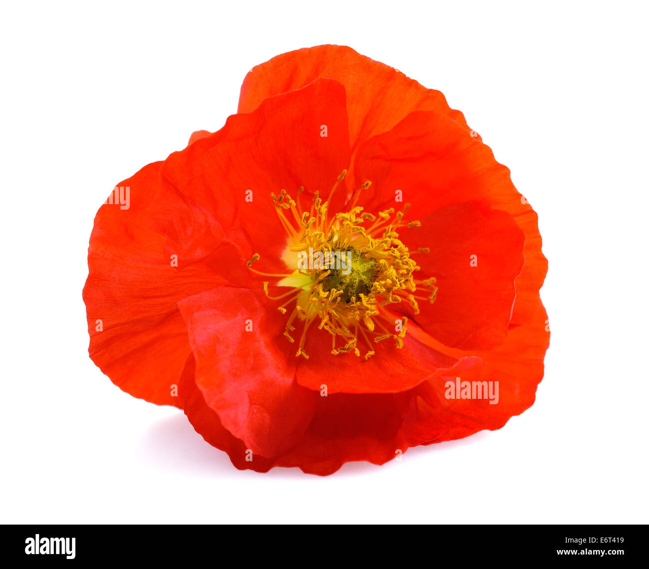 Single red poppy flower isolated on white background Stock Photo - Alamy