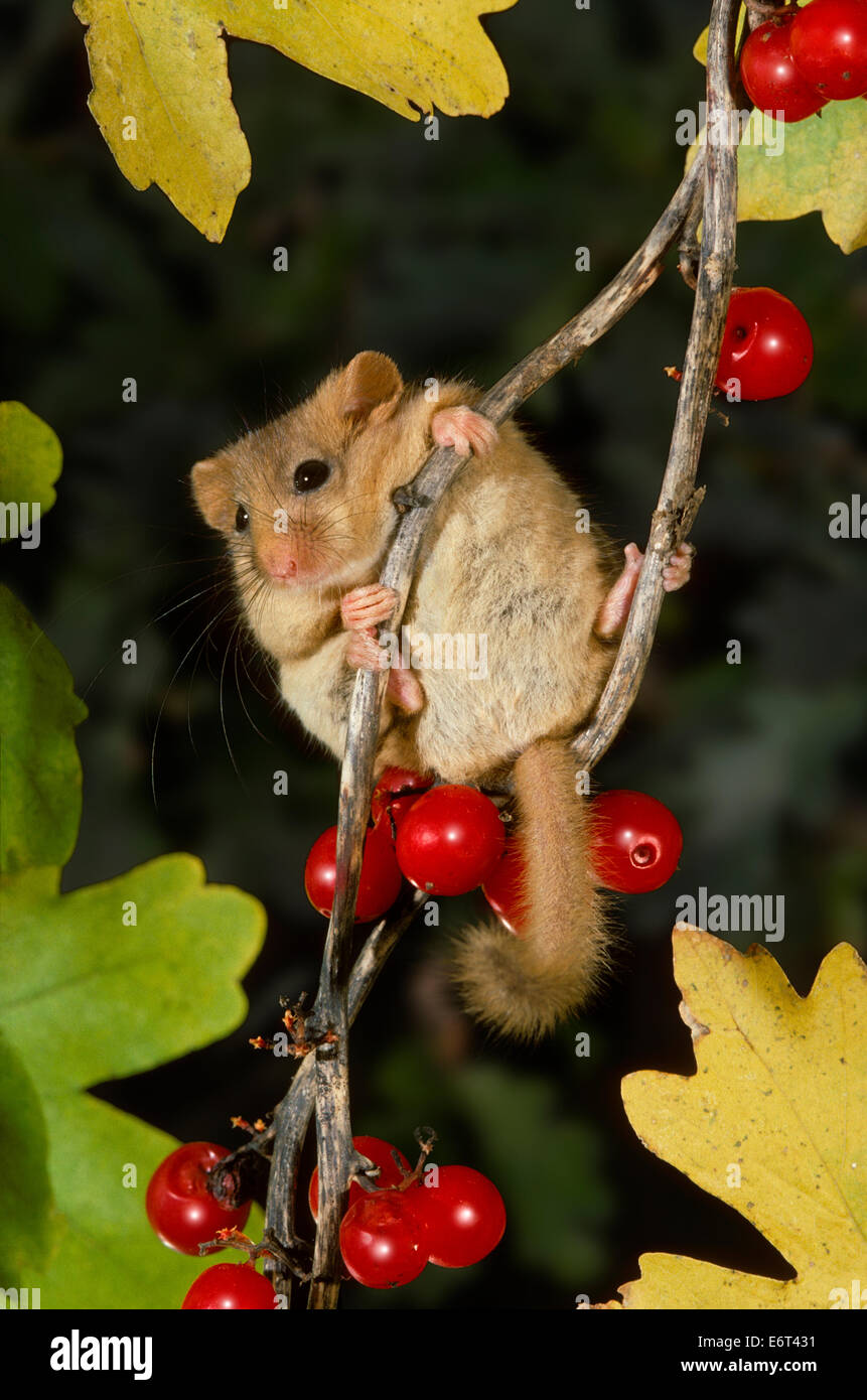 Hazel Dormouse - Muscardinus avellanarius Stock Photo - Alamy