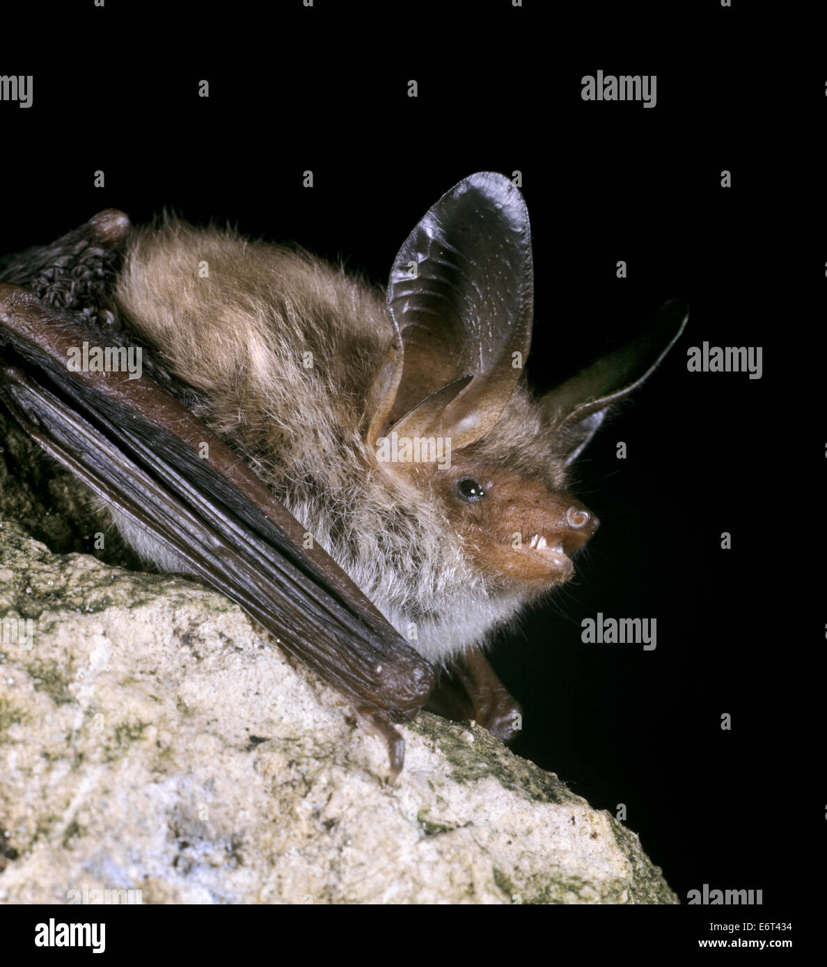 Bechsteins Bat Myotis Bechsteinii High Resolution Stock Photography and ...