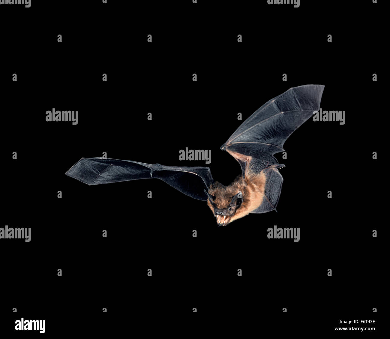 Eptesicus serotinus hi-res stock photography and images - Alamy