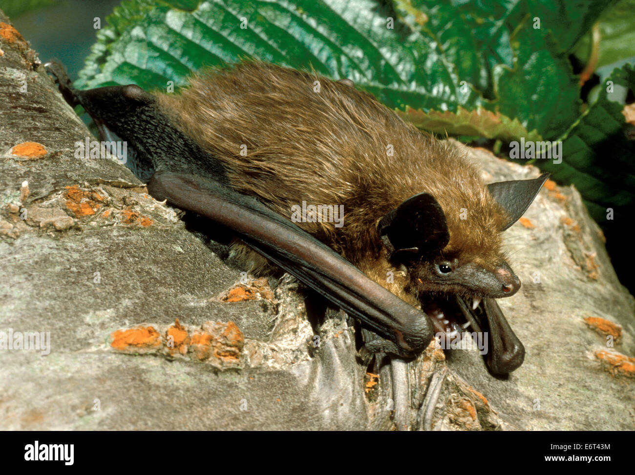 Eptesicus serotinus hi-res stock photography and images - Alamy