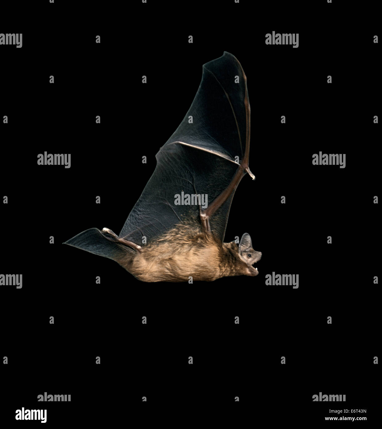 Flying bats british hi-res stock photography and images - Alamy