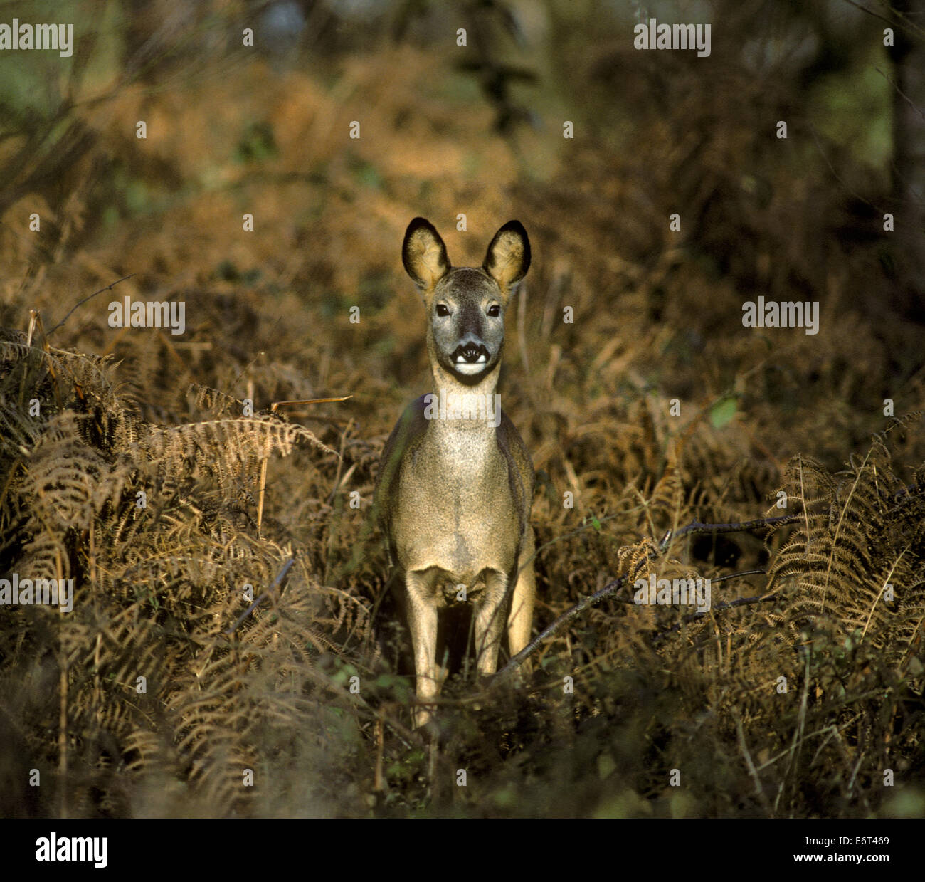 Roe Deer - Capreolus capreolus Stock Photo - Alamy