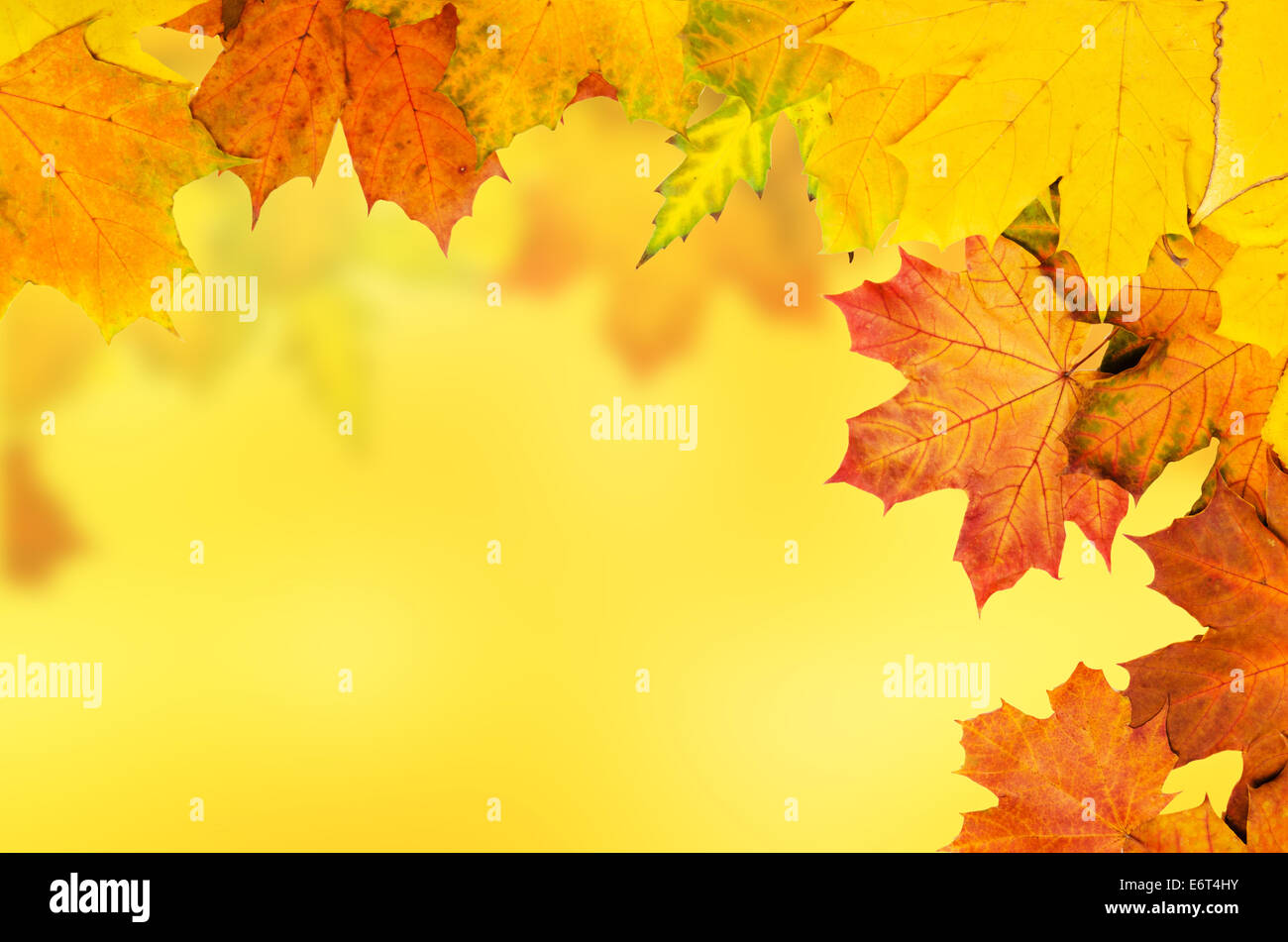 Autumn leaves frame Stock Photo - Alamy