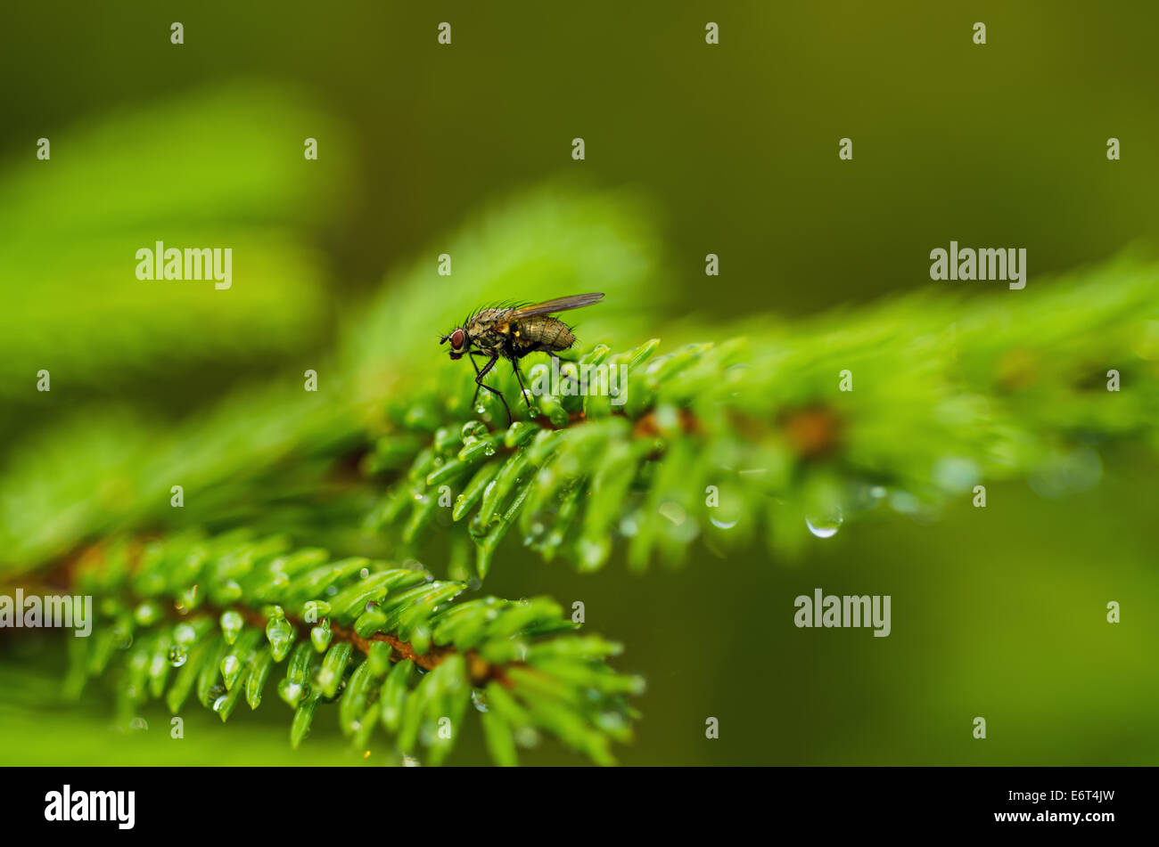 Fir tree with fly Stock Photo - Alamy