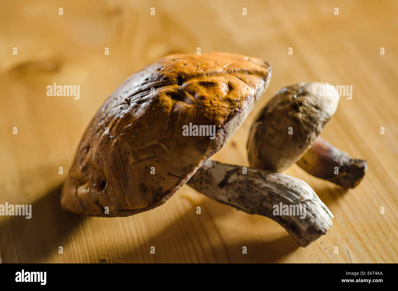 Boletus badius mushroom Stock Photo - Alamy