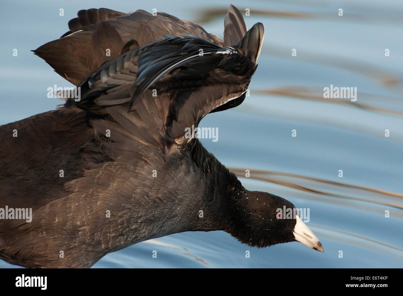 American coot wing-stretch up close Stock Photo - Alamy