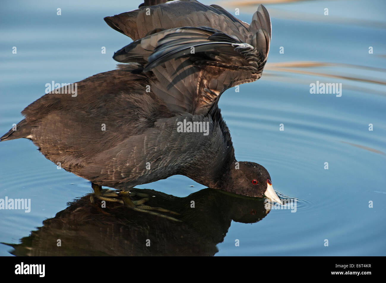 American coot wing-stretch Stock Photo - Alamy