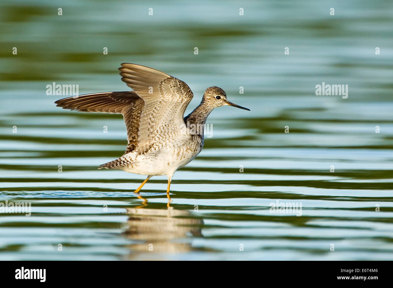 Lesser yellowlegs with raised wings Stock Photo - Alamy