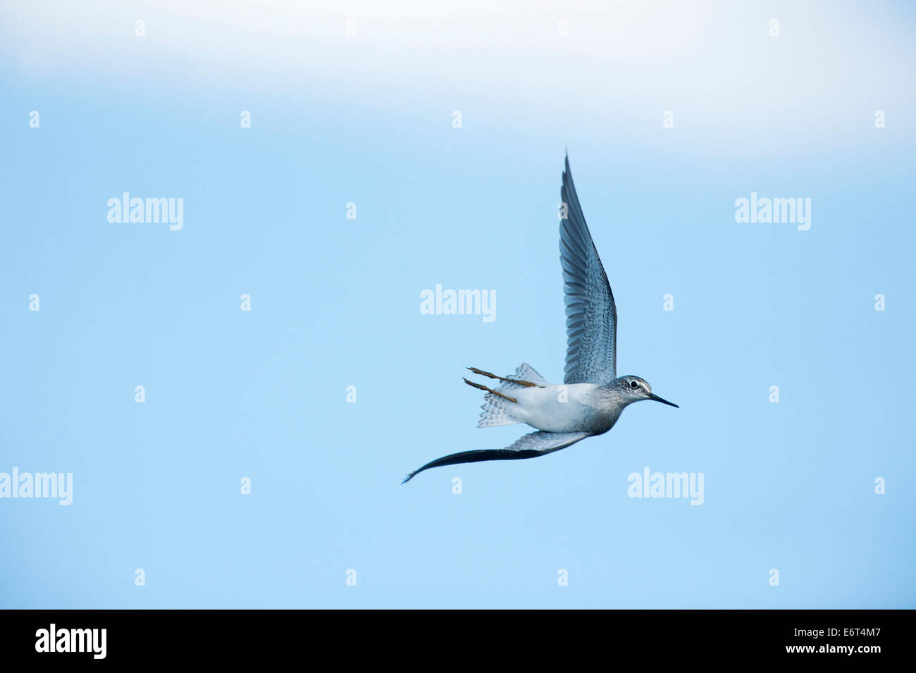 Acrobatic birds hi-res stock photography and images - Alamy