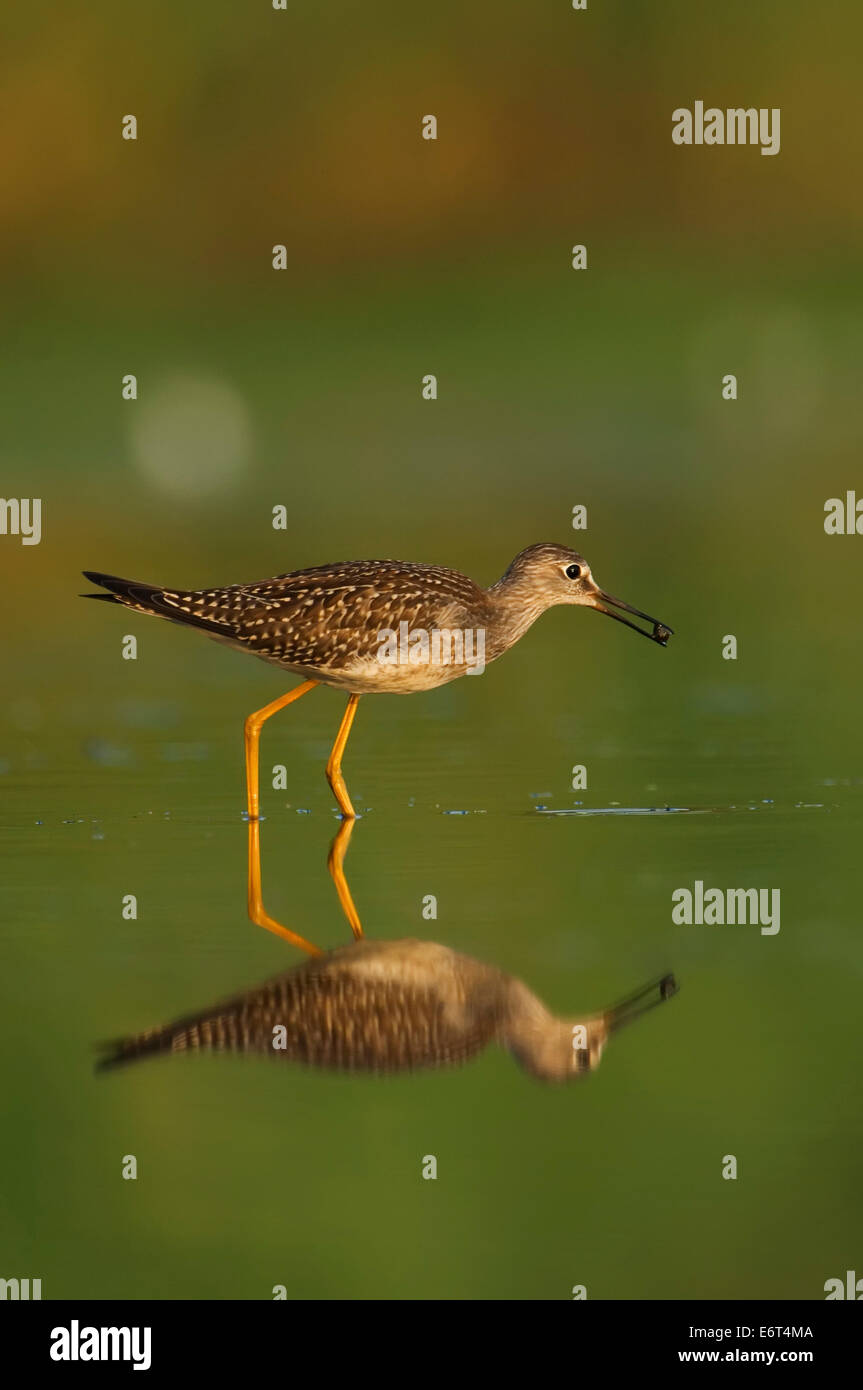 Lesser yellowlegs with prey Stock Photo - Alamy
