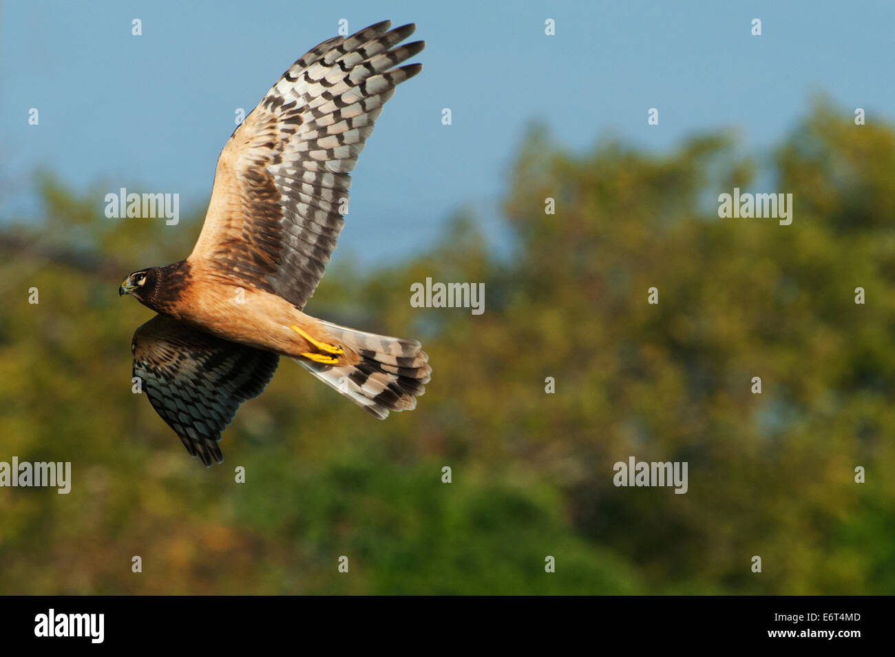 Northern harrier in flight Stock Photo - Alamy