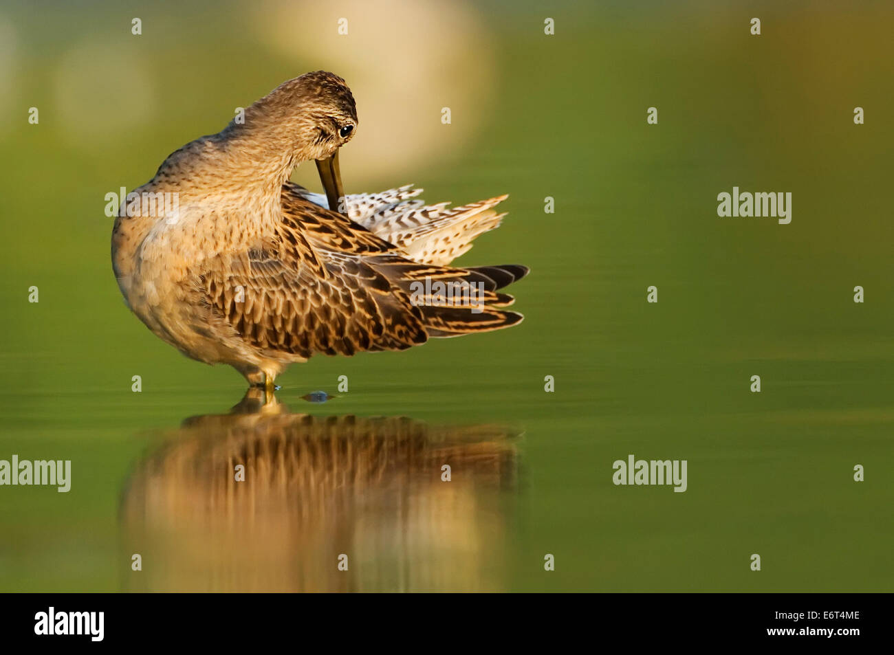 Short billed dowitcher hi-res stock photography and images - Alamy